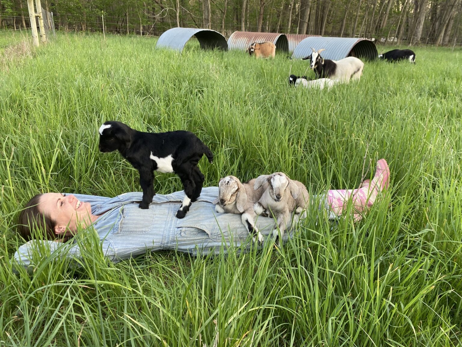 For The Love of the Kiko Meat Goat - Goat Journal